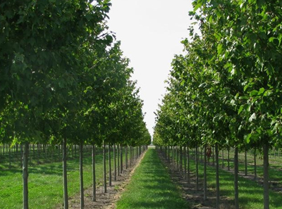 Tree farm near me store